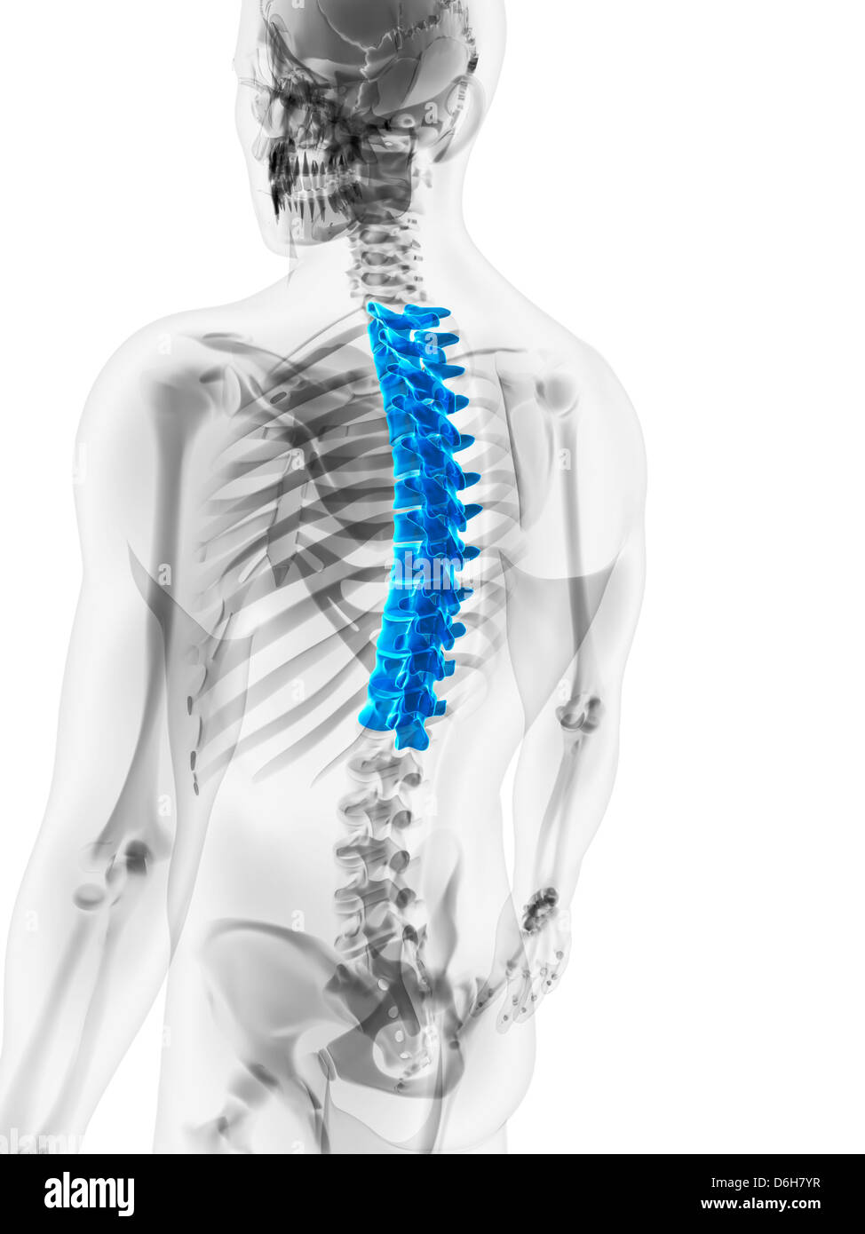 Thoracic spine hi-res stock photography and images - Alamy