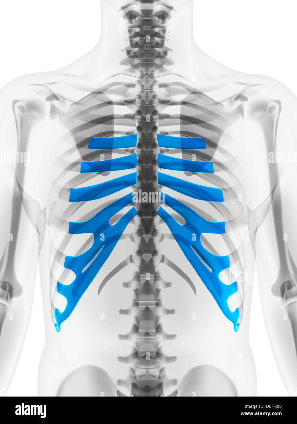 Half ribs hi-res stock photography and images - Alamy