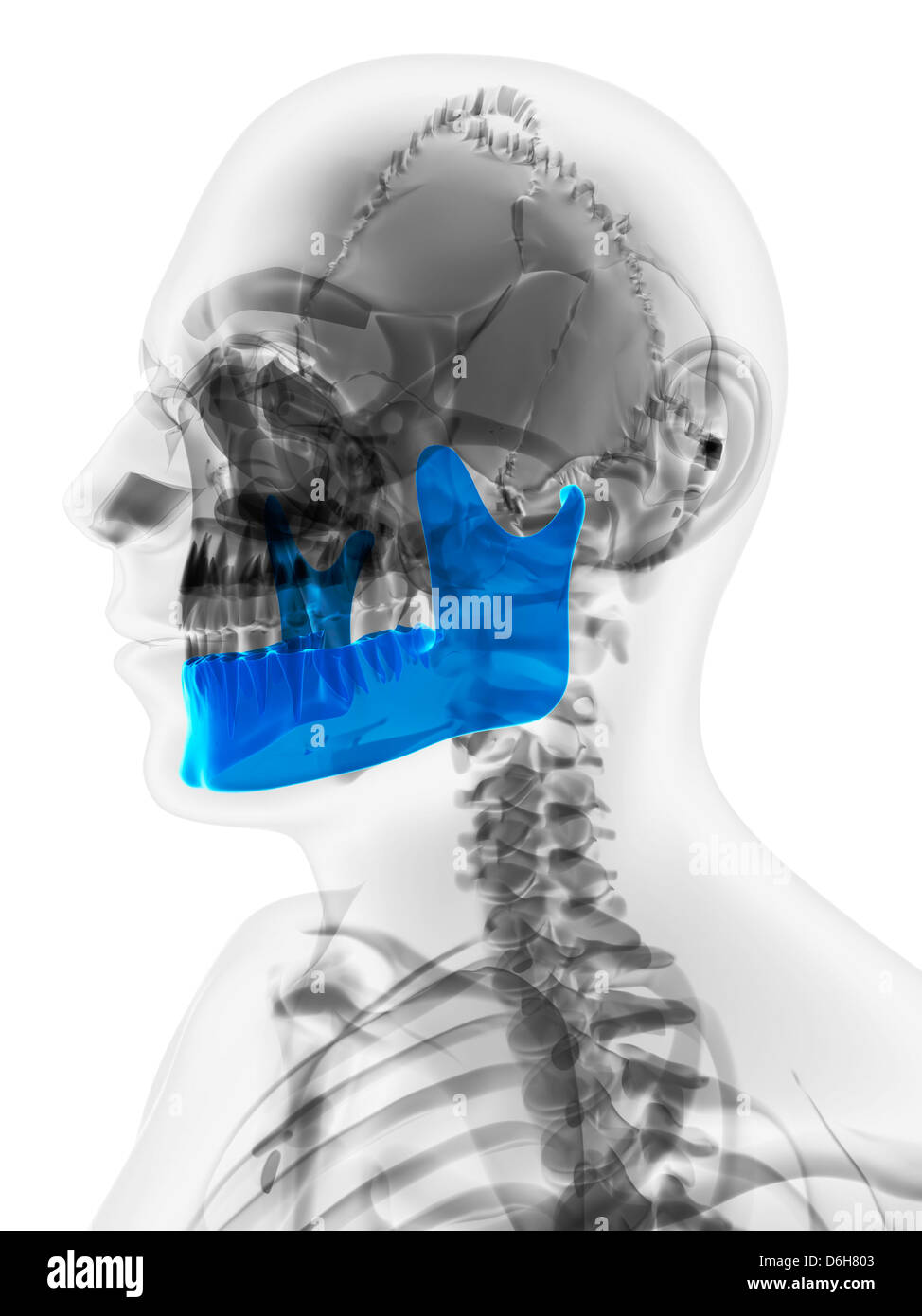 Lower jaw human hi-res stock photography and images - Alamy