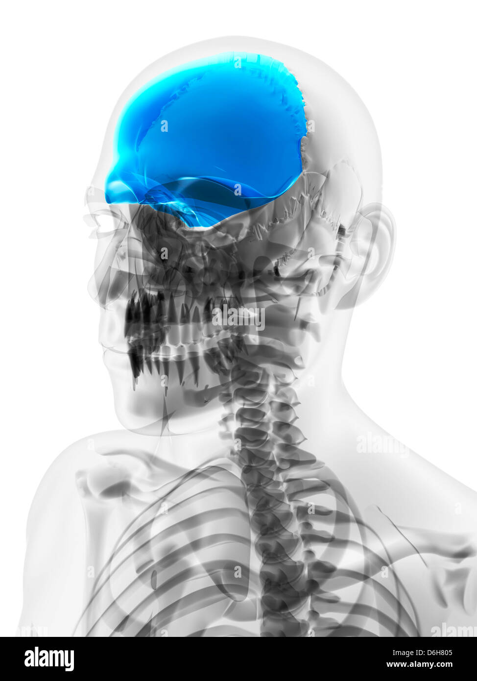 Frontal bone hi-res stock photography and images - Alamy