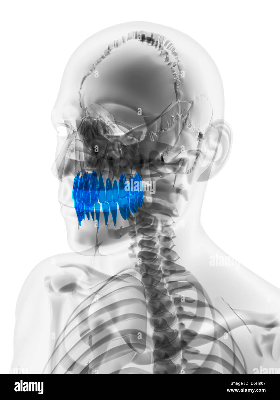 Representation of human teeth hi-res stock photography and images - Alamy