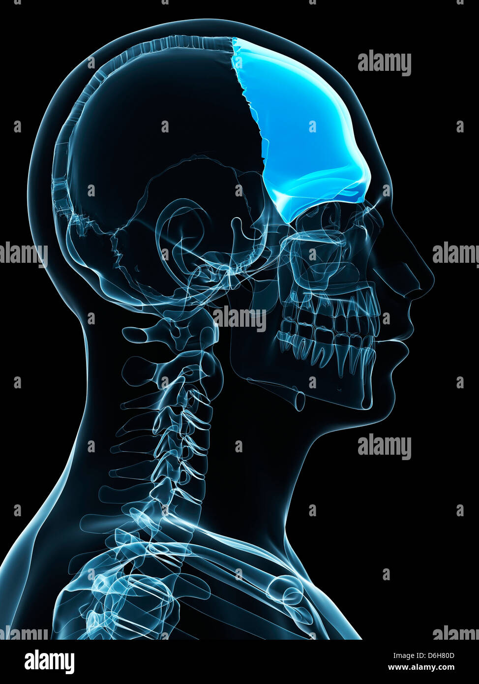 Frontal bone hi-res stock photography and images - Alamy