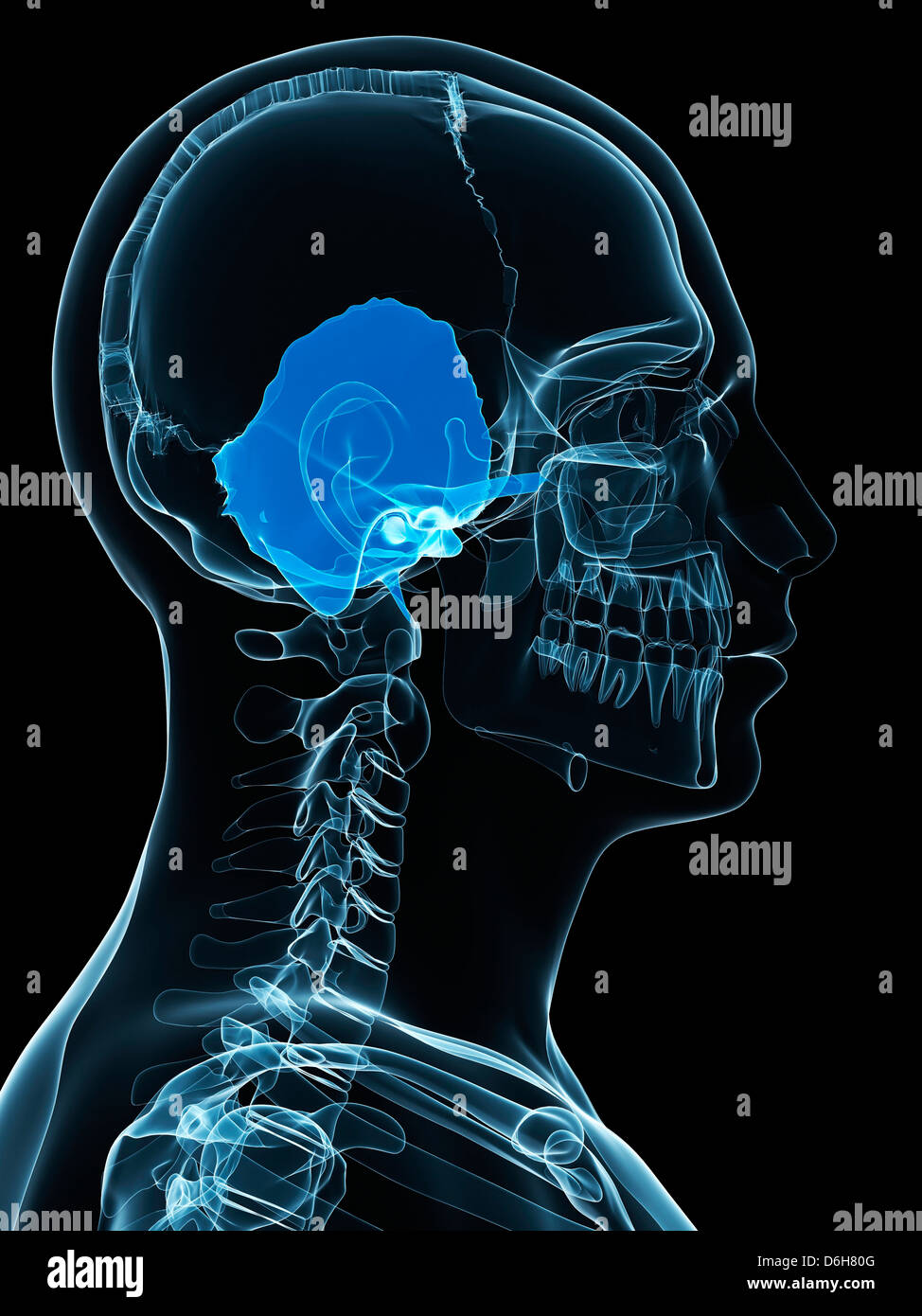 Human temporal bone hi-res stock photography and images - Alamy