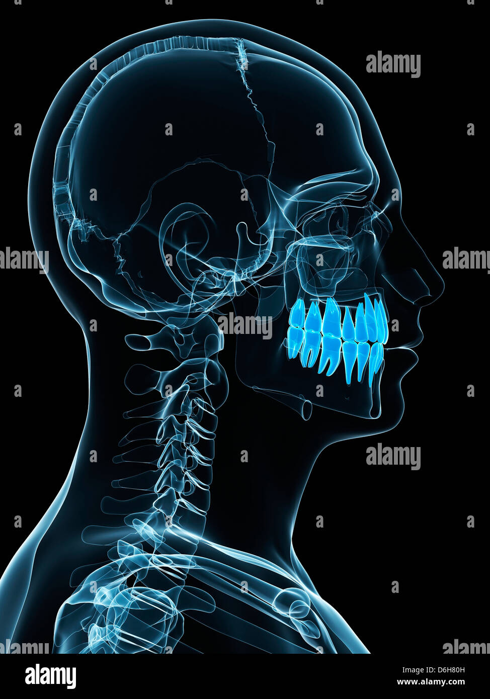 Translucent teeth hi-res stock photography and images - Alamy