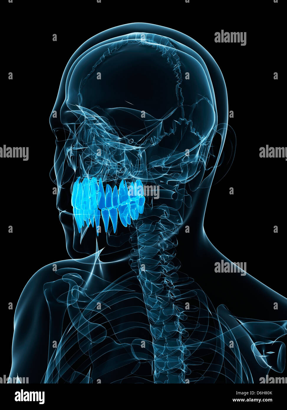 Translucent teeth hi-res stock photography and images - Alamy