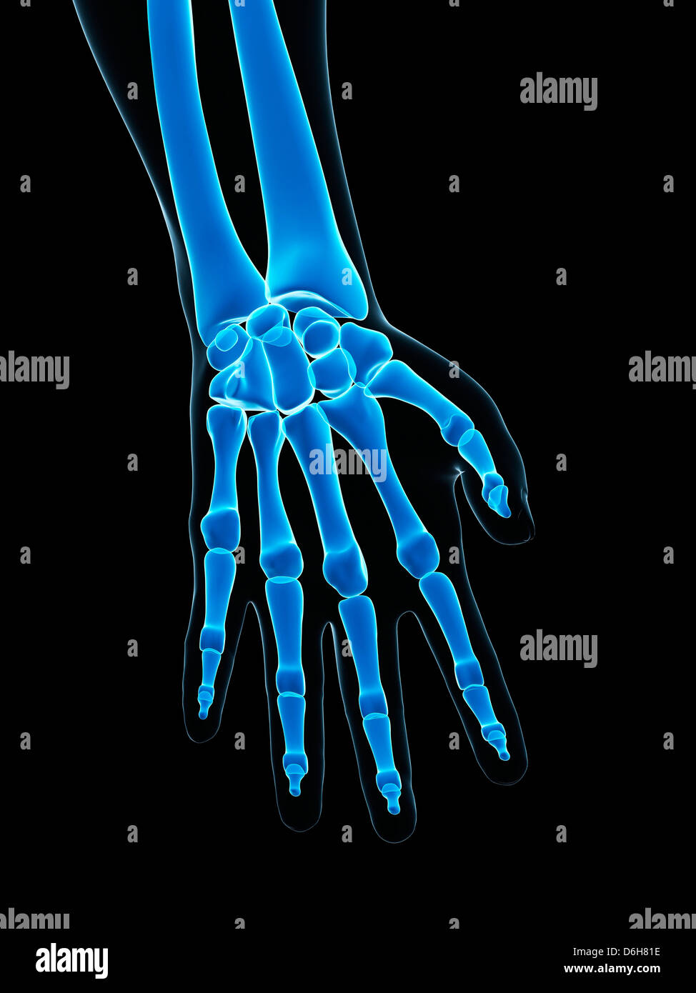 Hand Bones High Resolution Stock Photography and Images - Alamy
