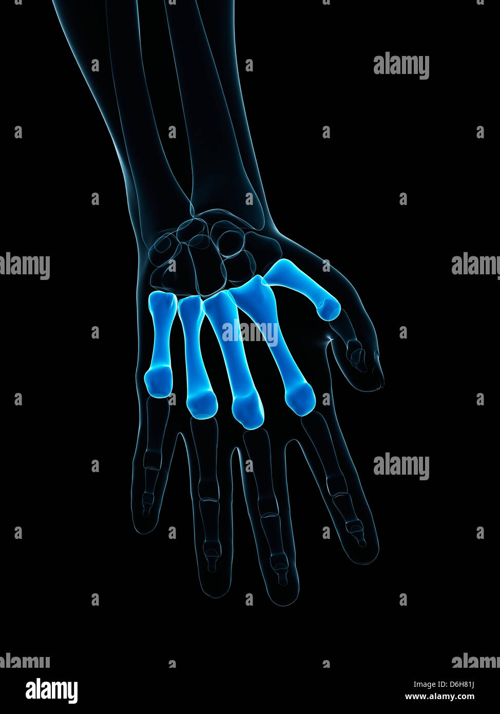 Hand bones hi-res stock photography and images - Alamy