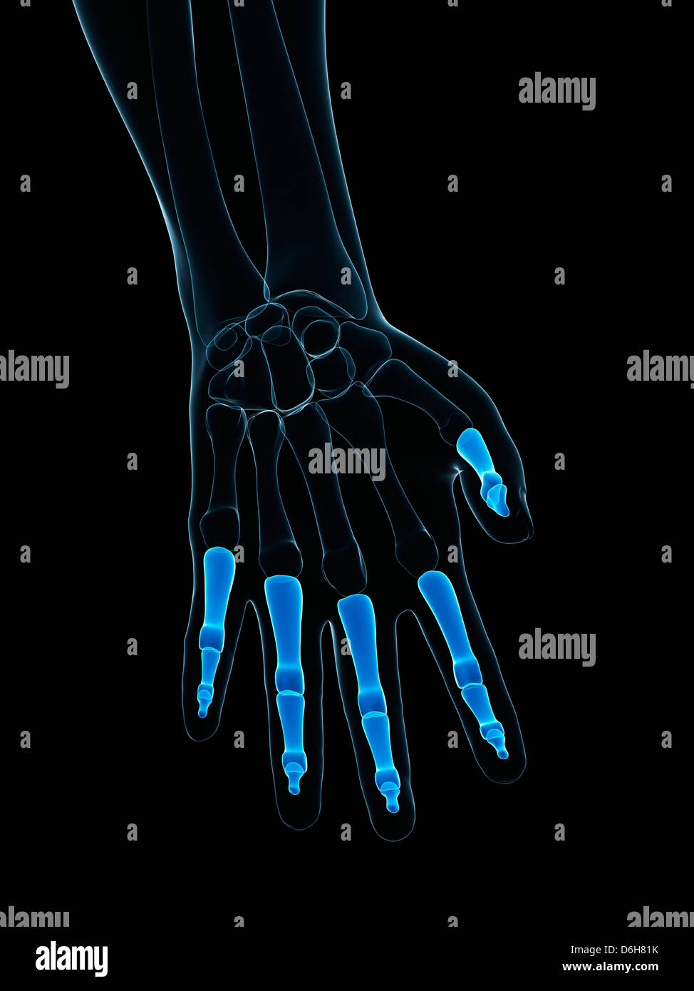 Hand Bones High Resolution Stock Photography and Images - Alamy