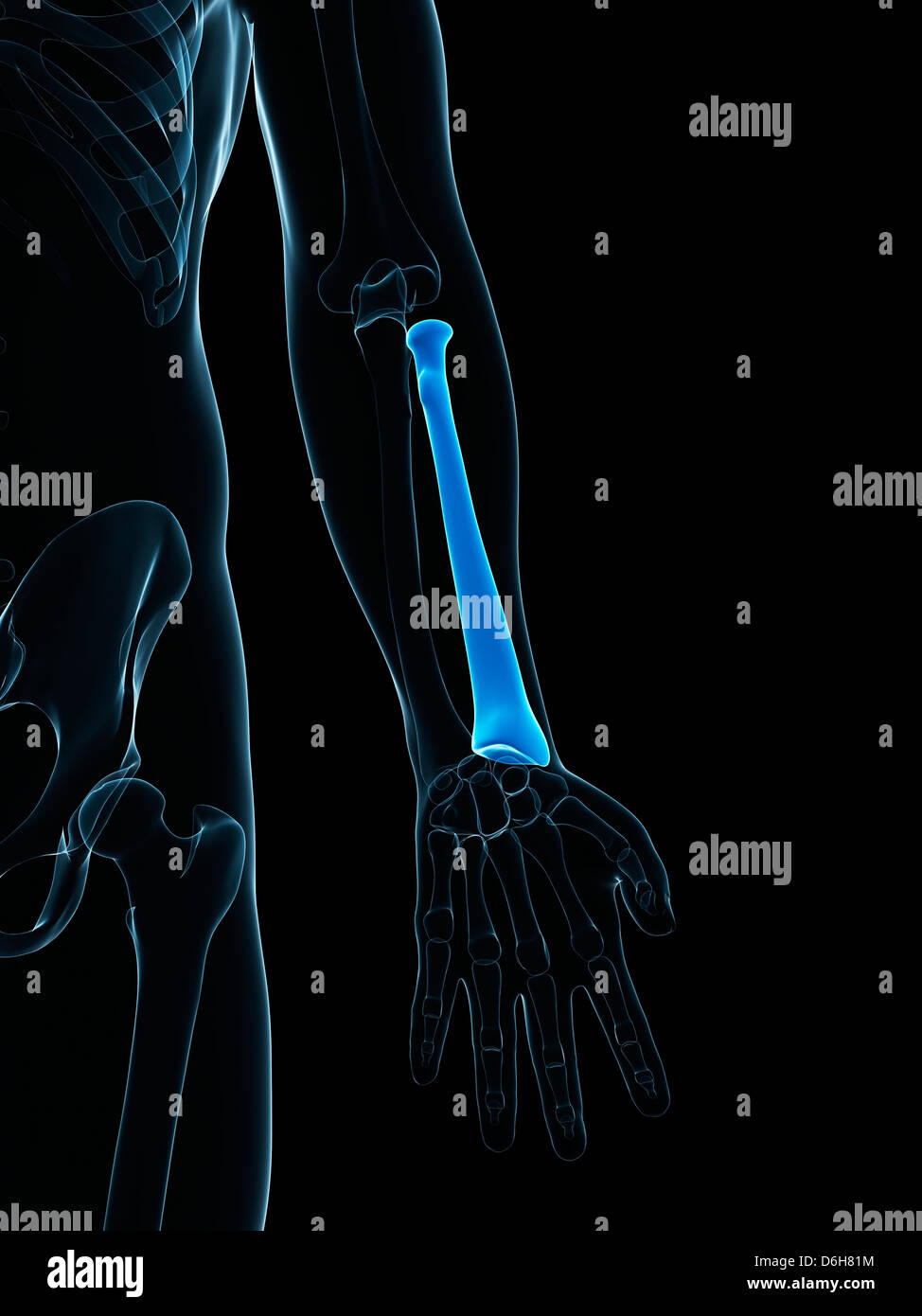 Lower arm bone hi-res stock photography and images - Alamy