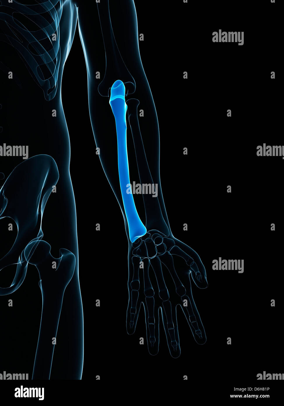 Lower arm bone, artwork Stock Photo - Alamy