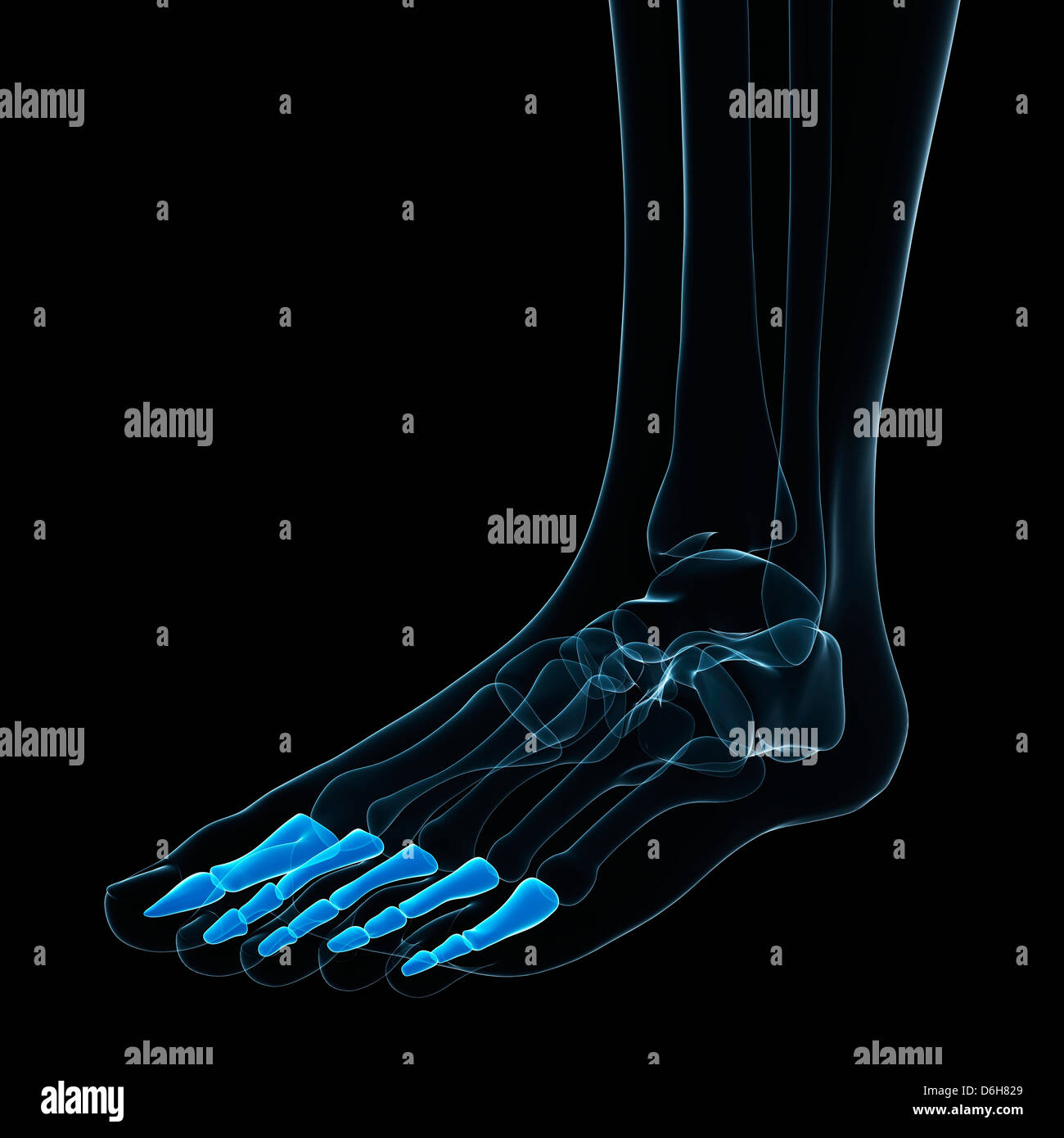 Foot bones, artwork Stock Photo - Alamy