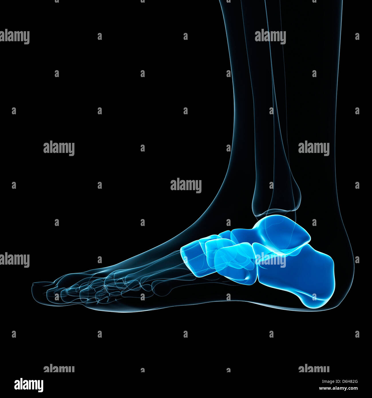 Foot bones, artwork Stock Photo - Alamy