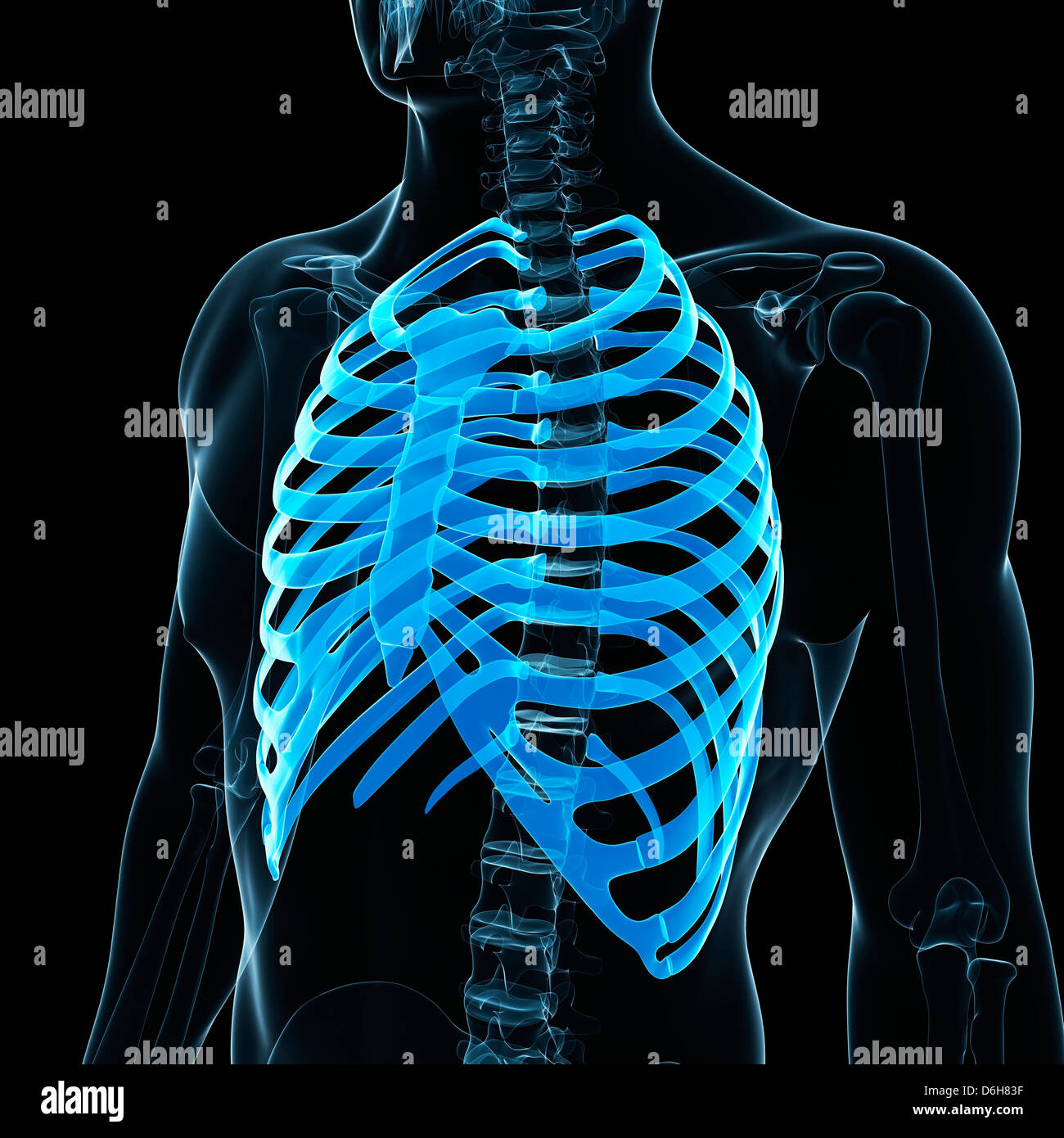 Three ribs hi-res stock photography and images - Alamy