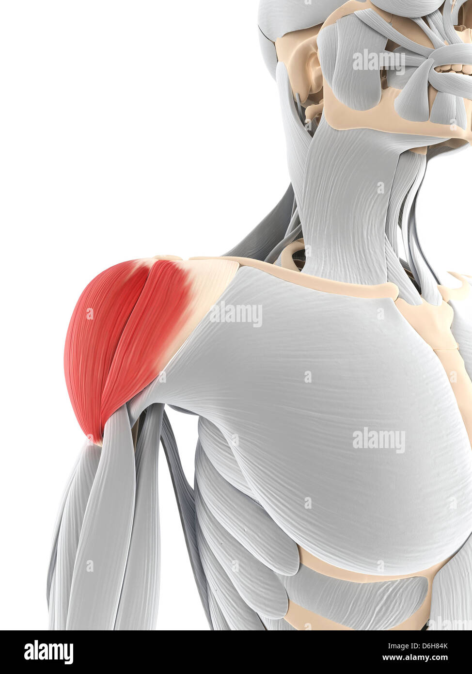 Shoulder muscle hi-res stock photography and images - Alamy