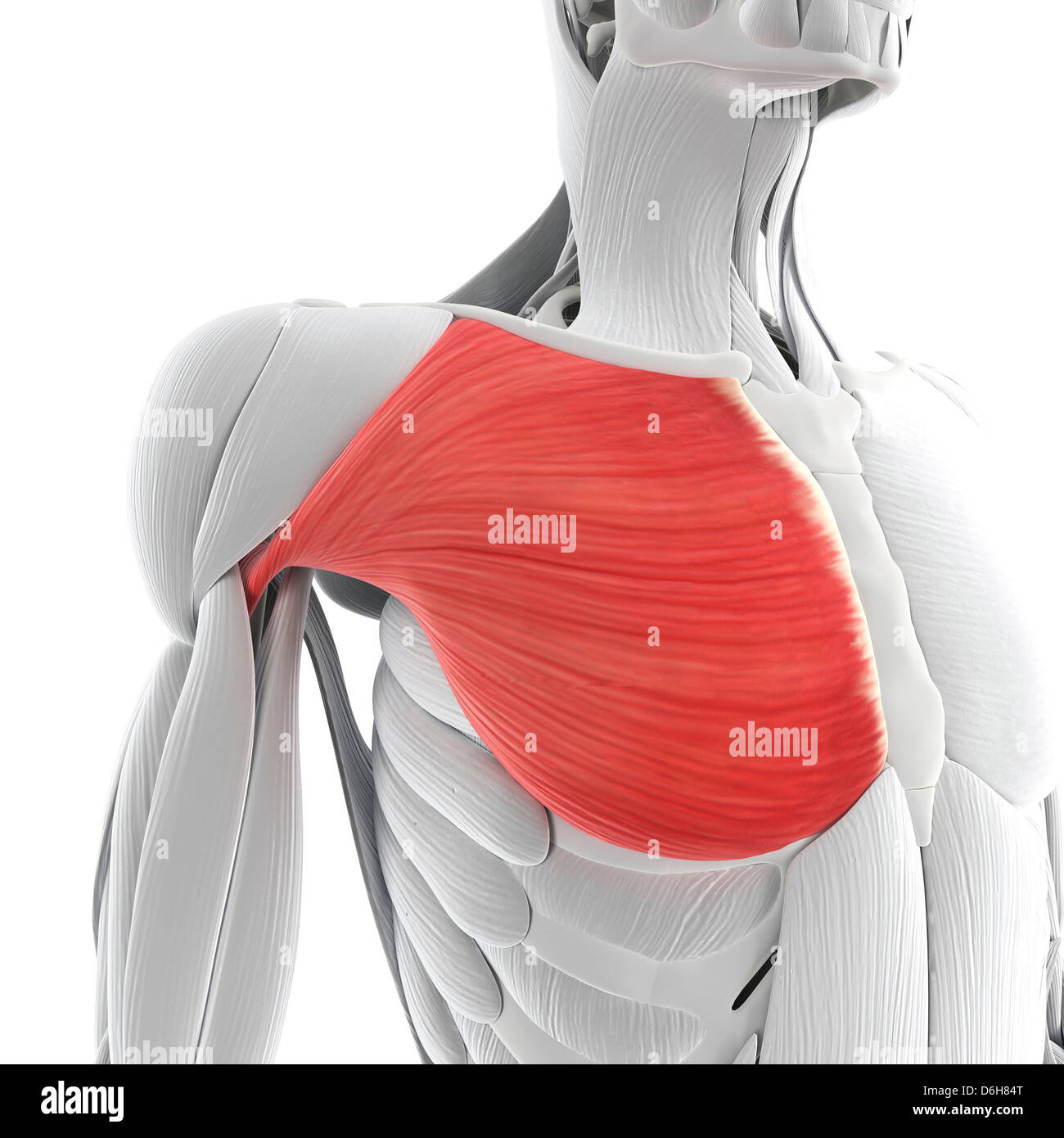 Chest muscle hi-res stock photography and images - Alamy
