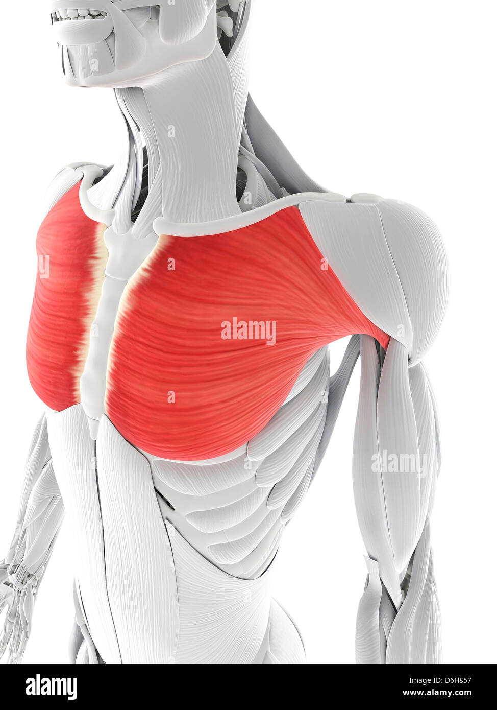 Pectoralis Major Muscle High Resolution Stock Photography and Images ...