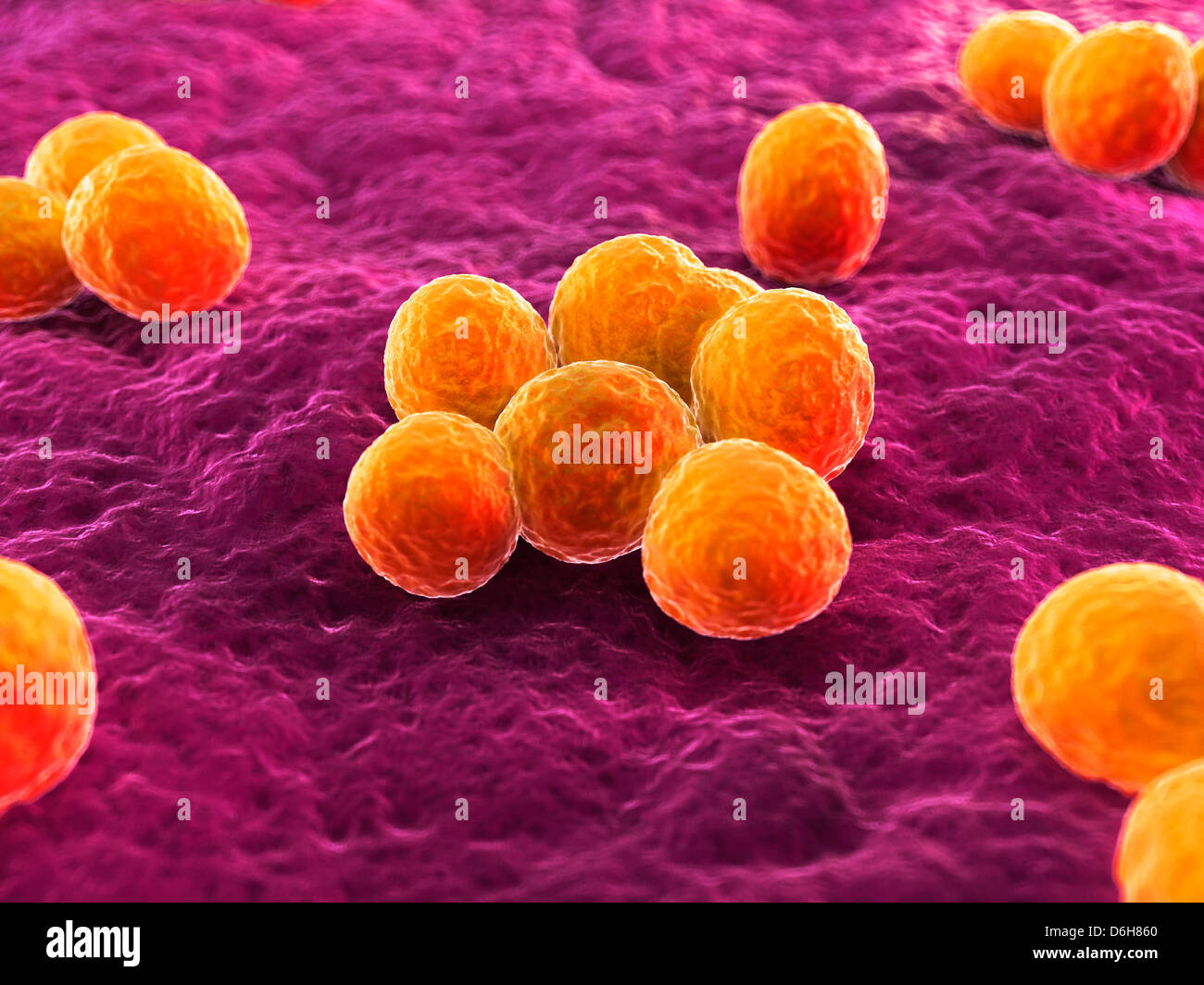 MRSA bacteria, artwork Stock Photo - Alamy