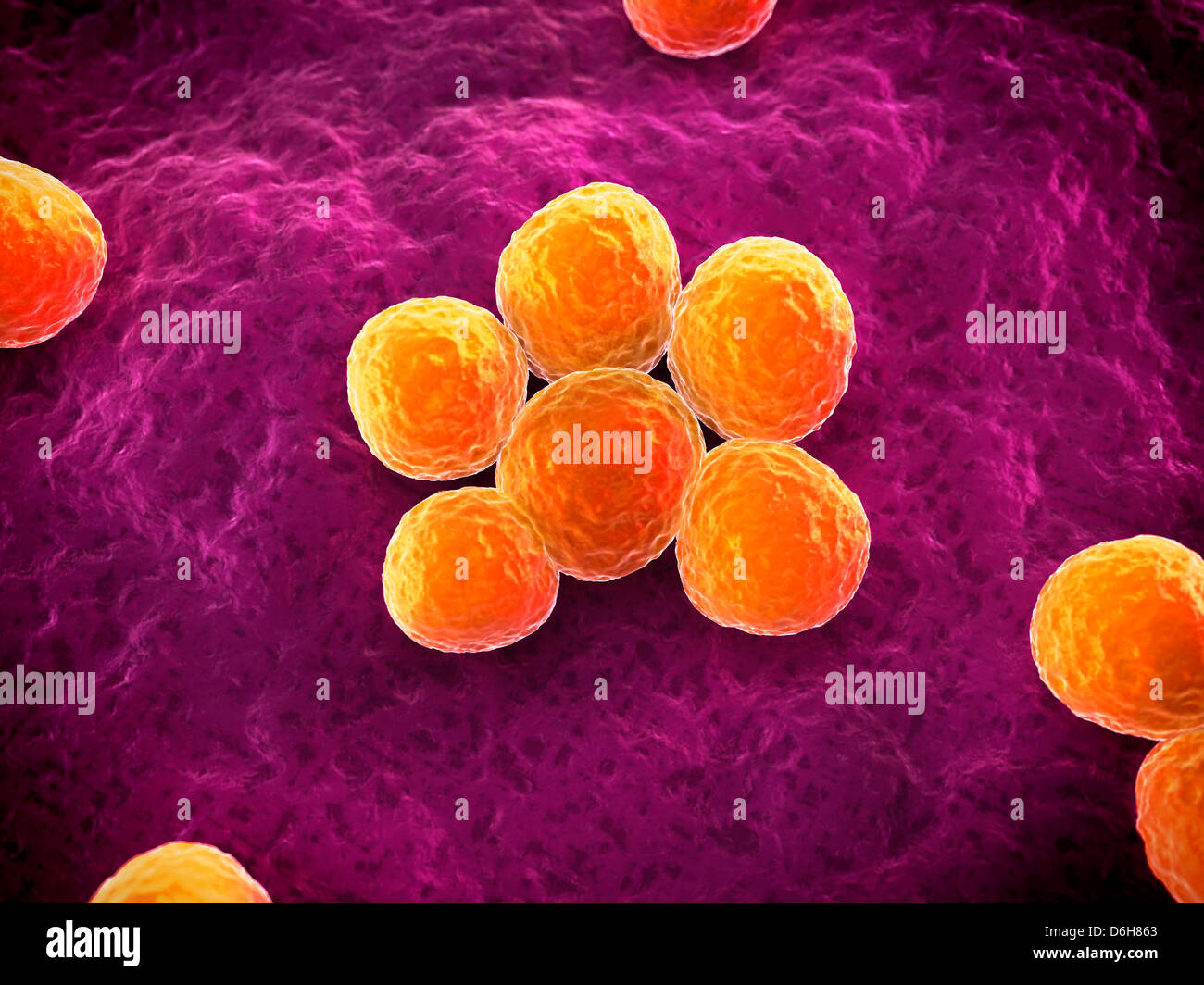 MRSA bacteria, artwork Stock Photo - Alamy