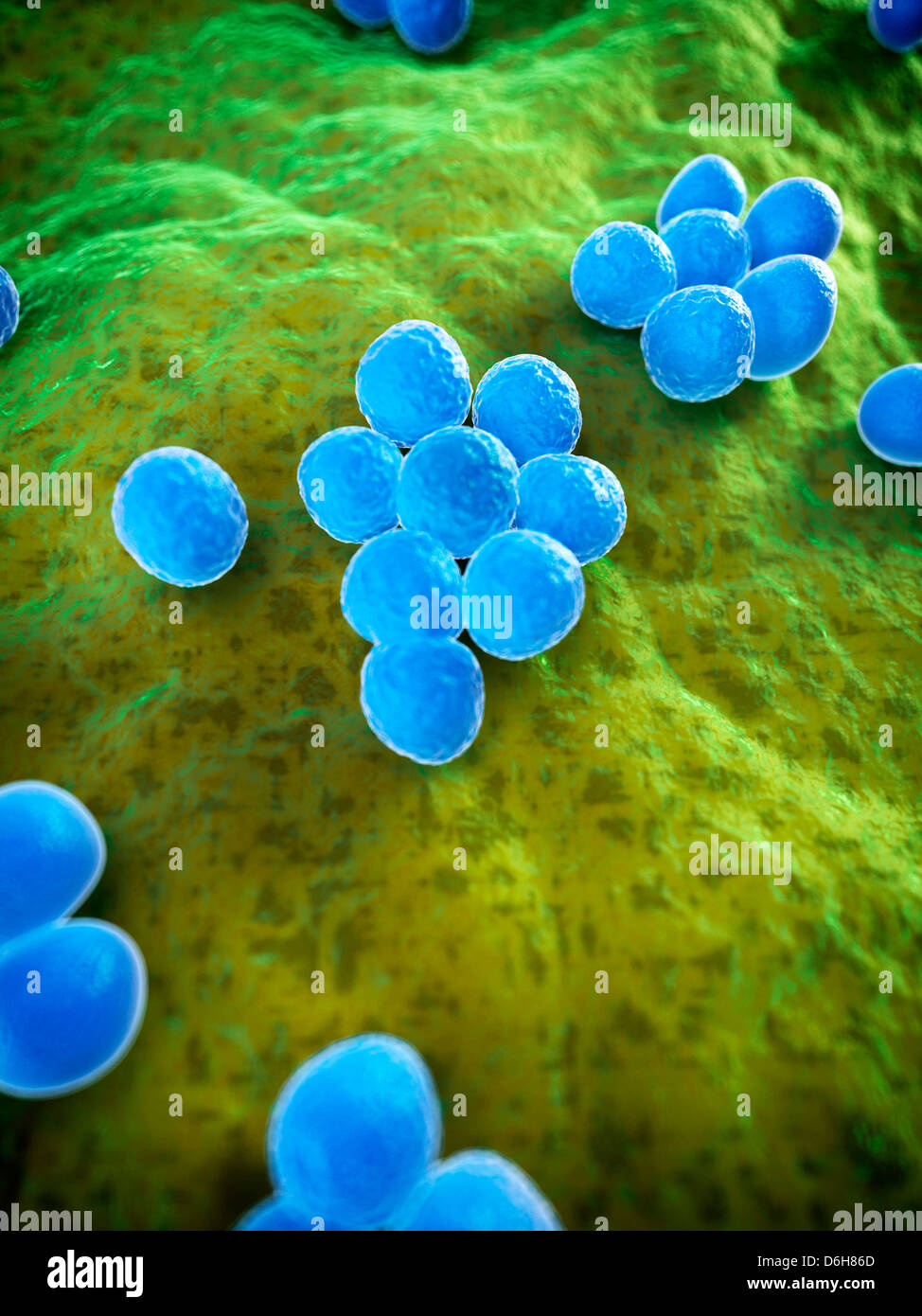 Bacteria artwork hi-res stock photography and images - Alamy