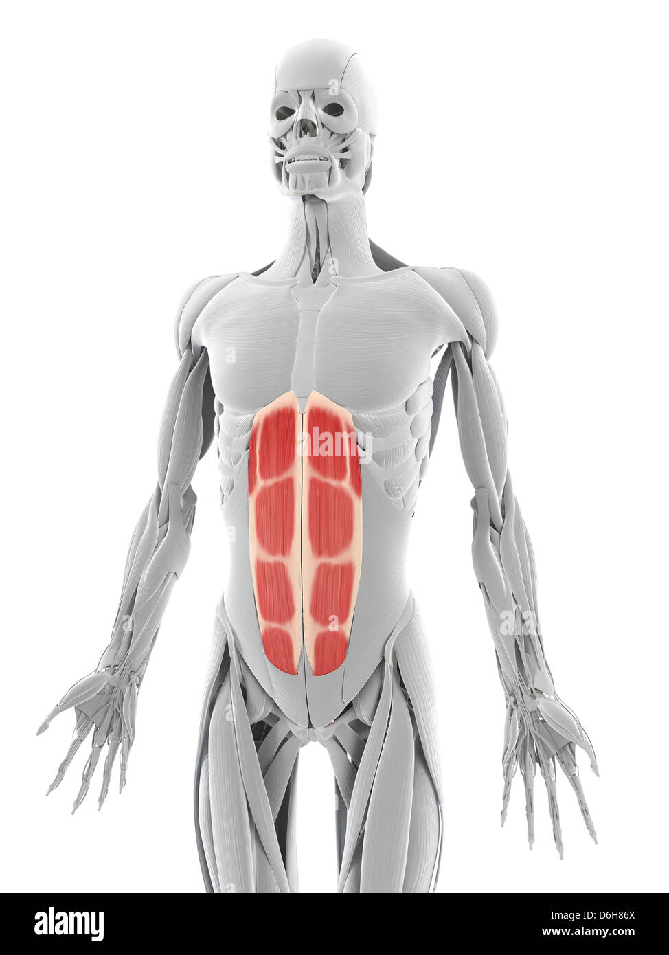 Anatomy Of Abdominal Muscles