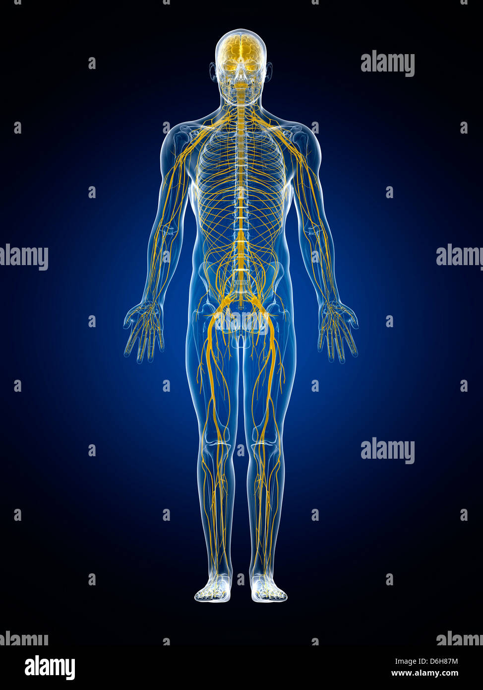 Full Body View Male Nervous High Resolution Stock Photography and ...
