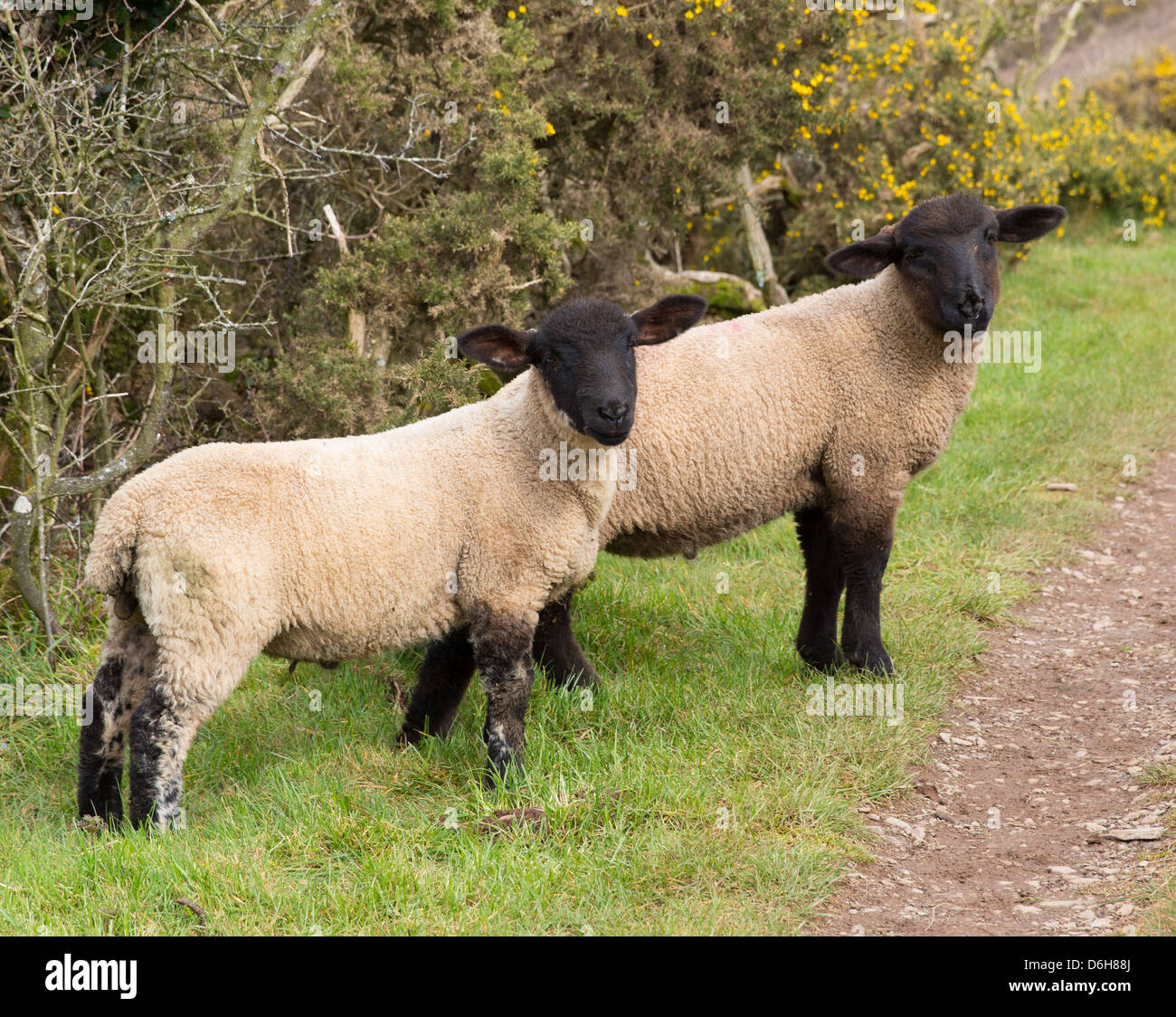 Two Sheep with black face and legs Stock Photo - Alamy