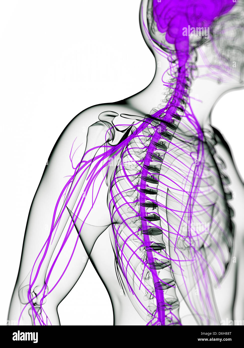 Nervous system, artwork Stock Photo - Alamy