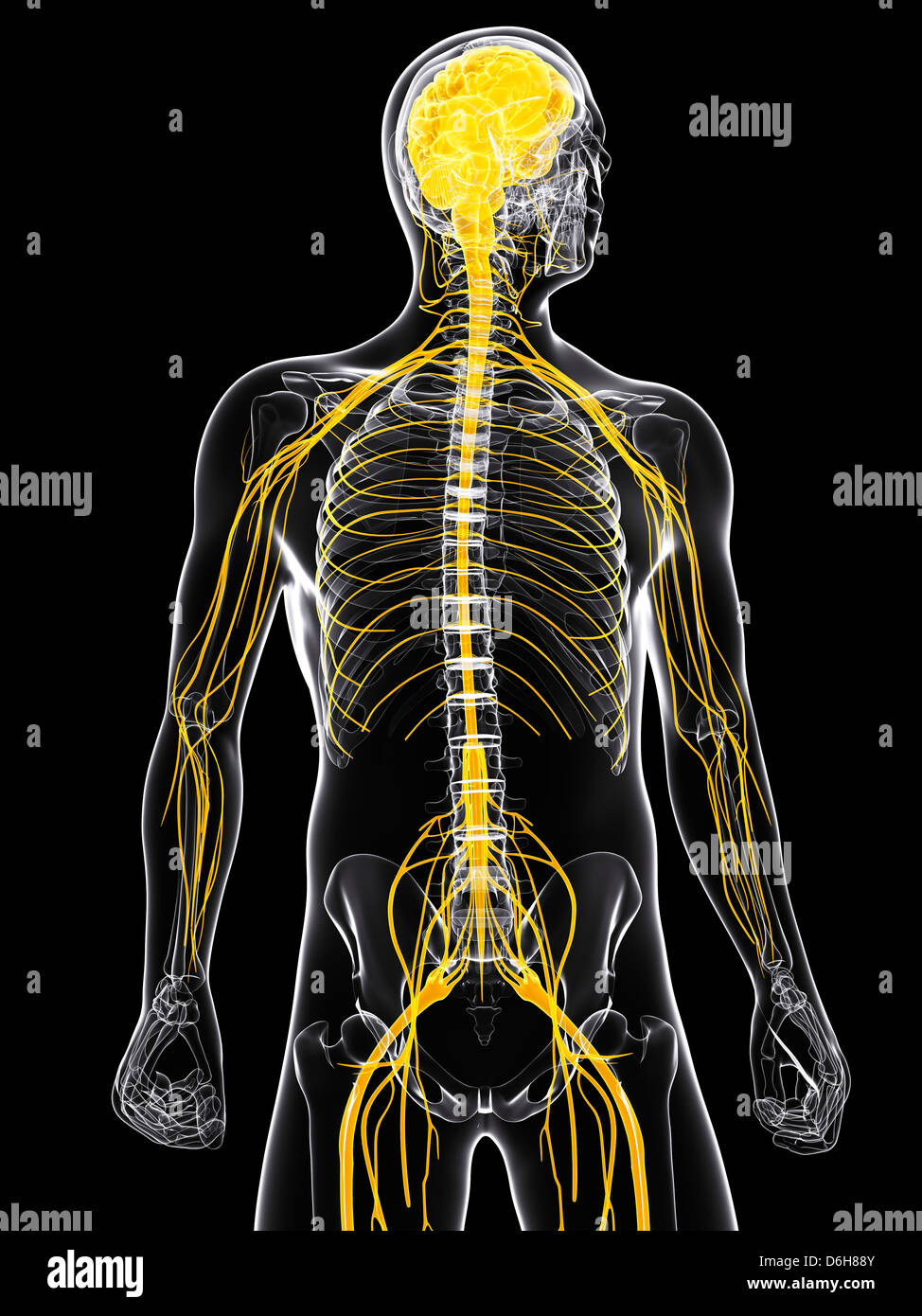 Nervous system, artwork Stock Photo - Alamy