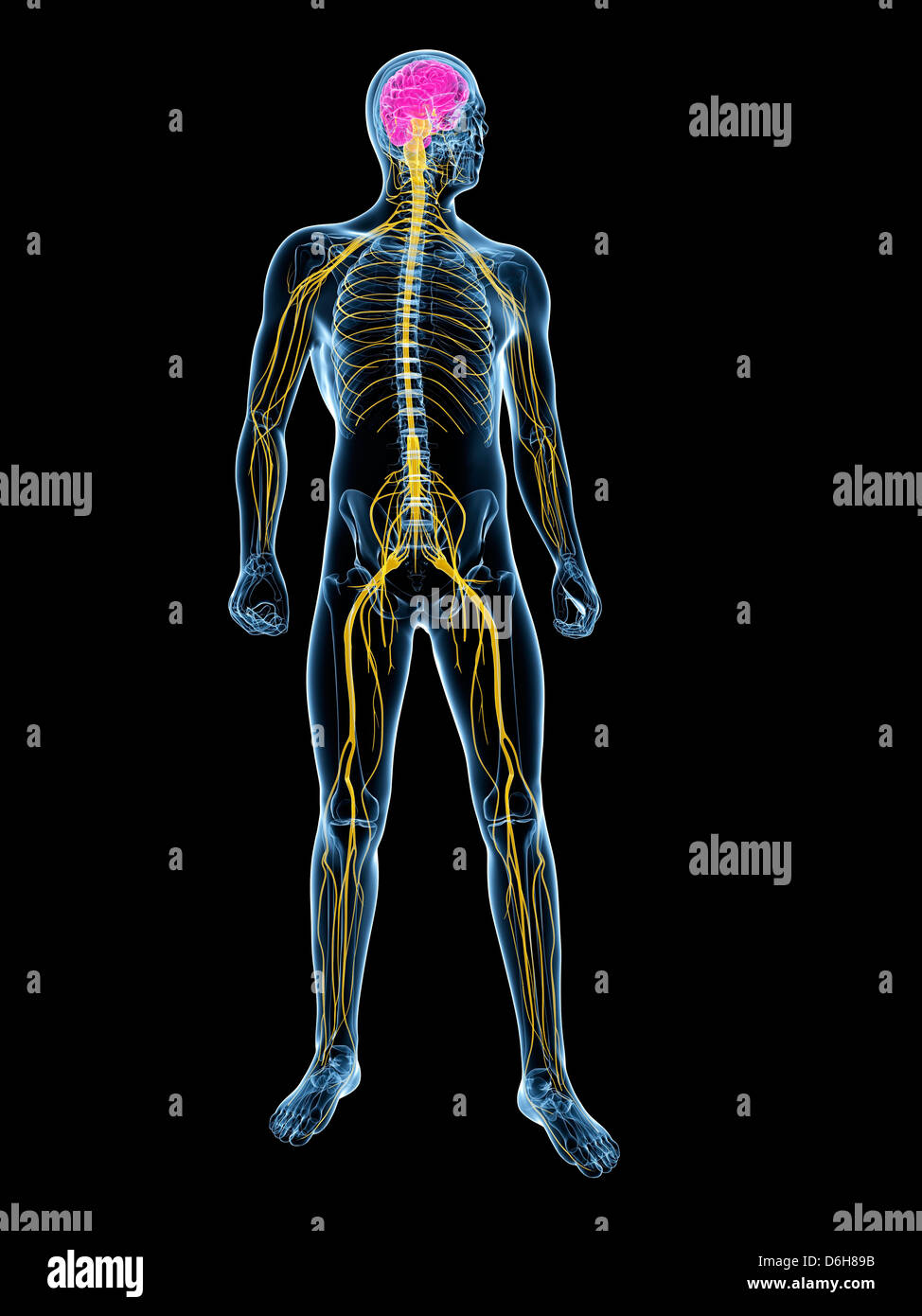 Full Body View Male Nervous High Resolution Stock Photography and ...