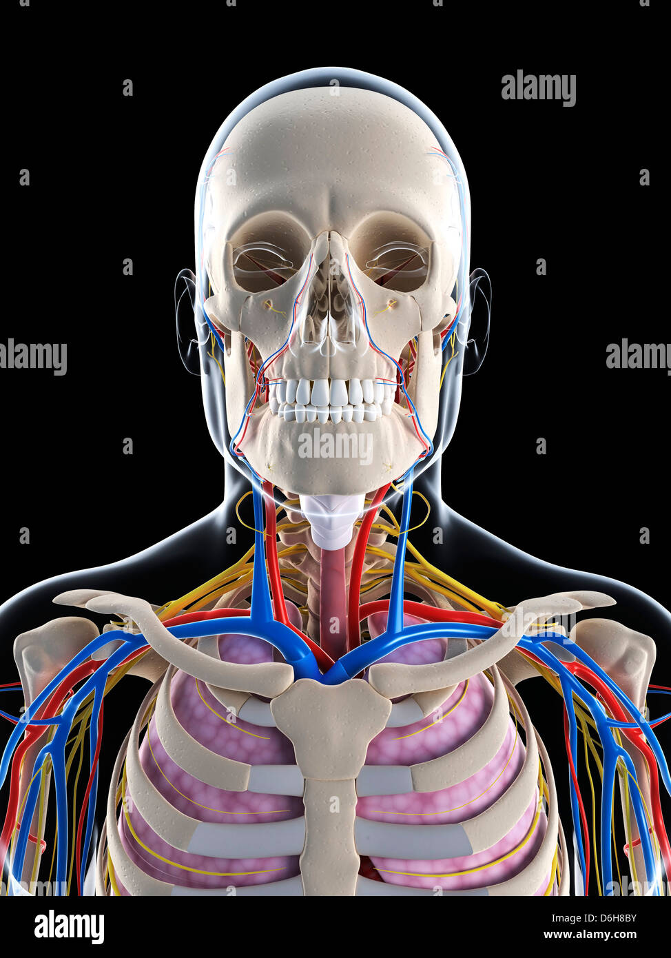 Male clavicle bone anatomy hi-res stock photography and images - Alamy