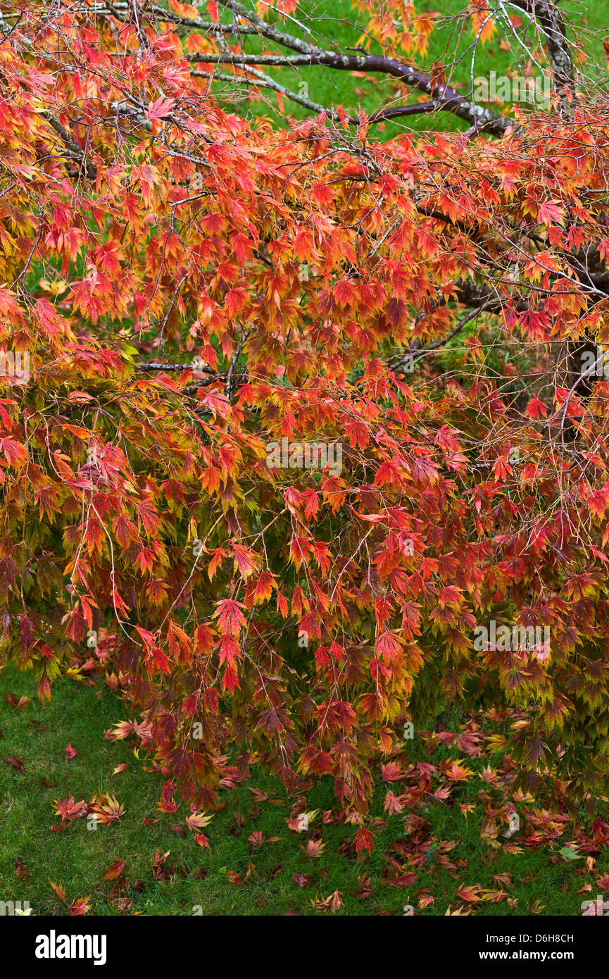 Acer palmatum garden hi-res stock photography and images - Alamy