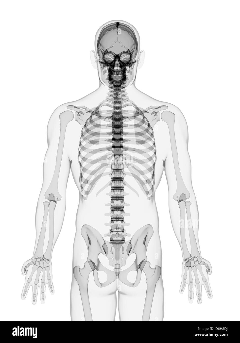Male skeleton, artwork Stock Photo - Alamy