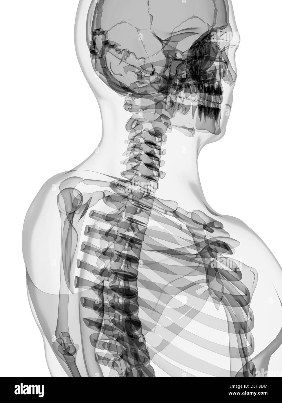 Skull three quarter view Black and White Stock Photos & Images - Alamy