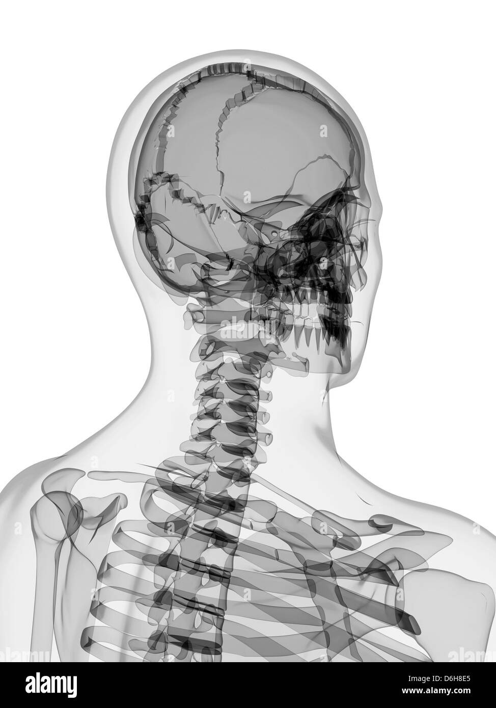 Human skull three quarter view Black and White Stock Photos & Images ...