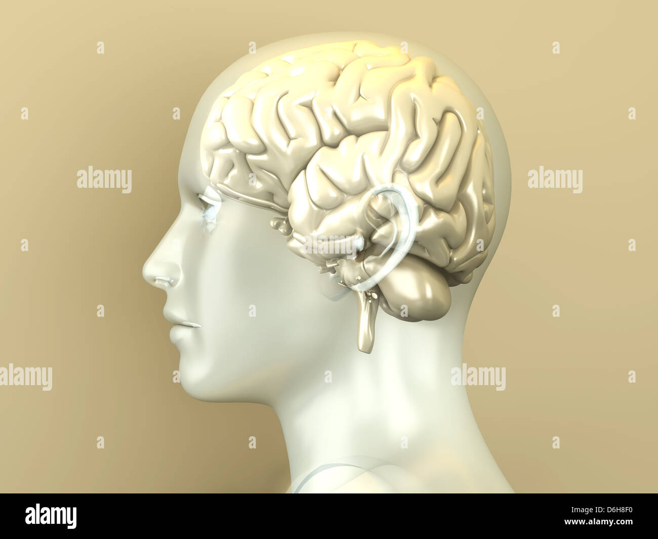 The Human Brain. 3D rendered anatomical illustration Stock Photo - Alamy