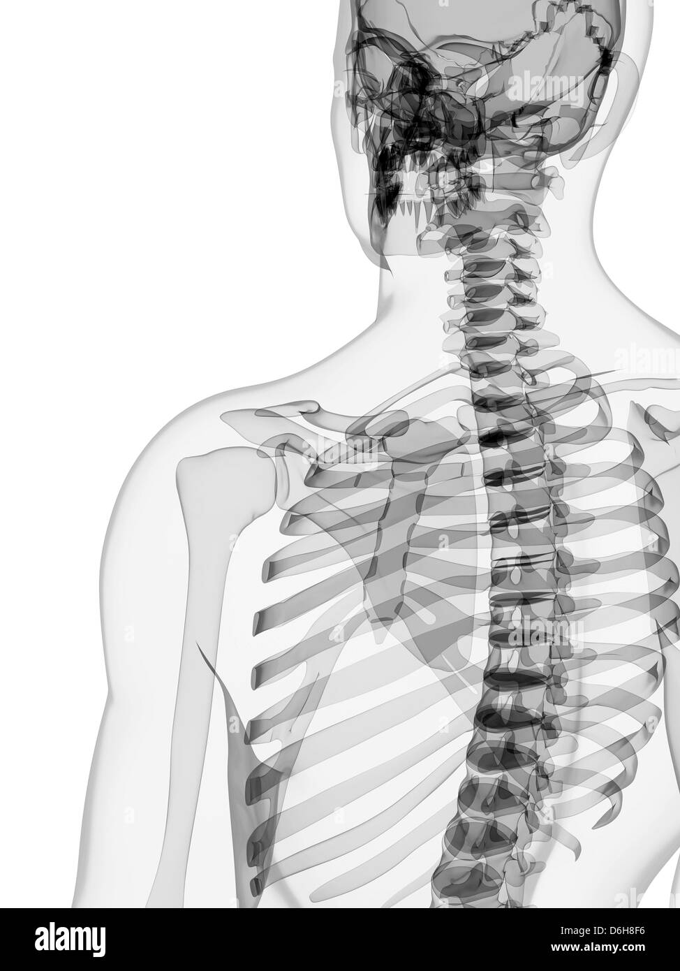 Skull three quarter view Black and White Stock Photos & Images - Alamy