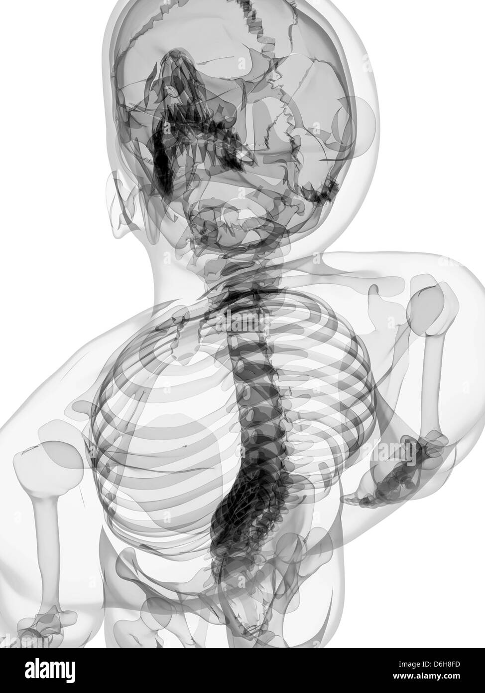 Human skull three quarter view Black and White Stock Photos & Images ...