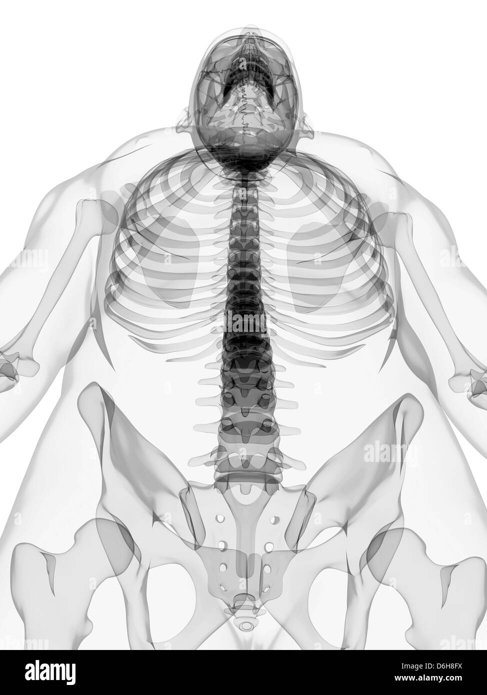 Male skeleton, artwork Stock Photo - Alamy