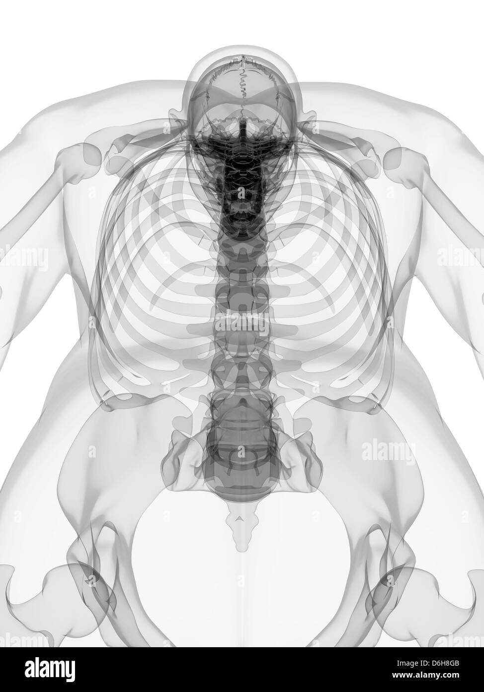 Male skeleton, artwork Stock Photo - Alamy