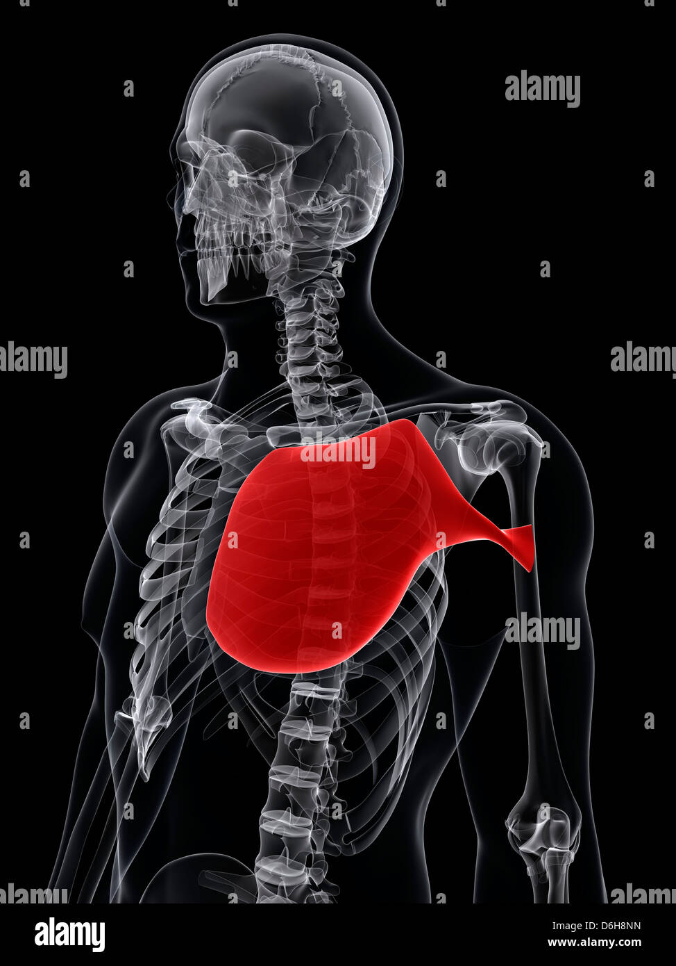 Chest muscle hi-res stock photography and images - Alamy