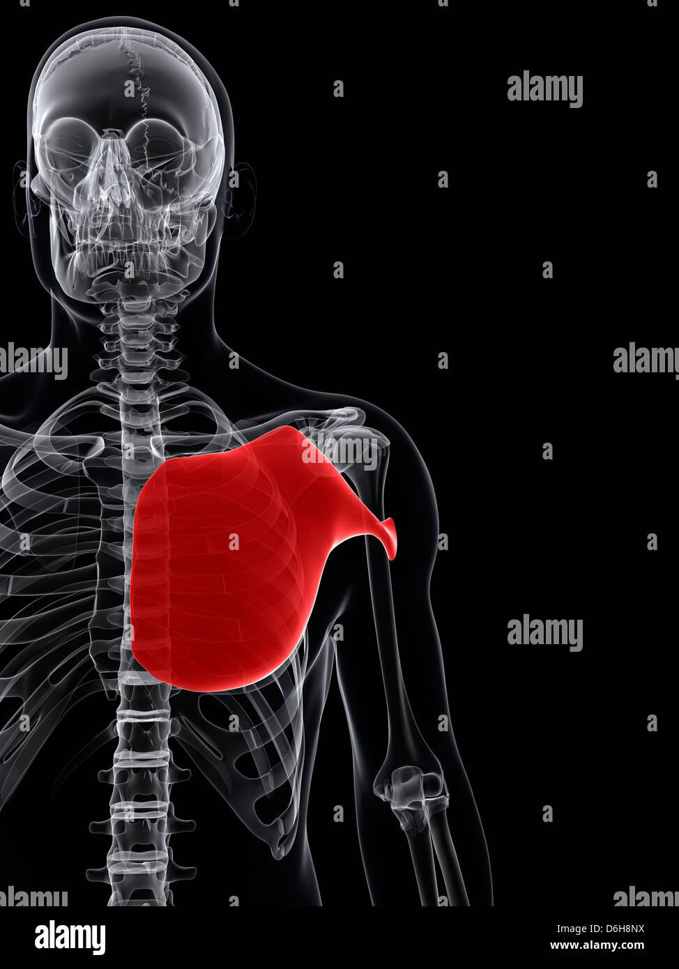 Chest muscle, artwork Stock Photo - Alamy