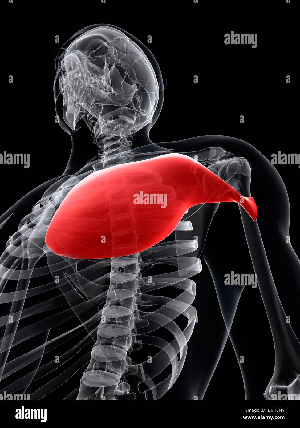 Chest length view hi-res stock photography and images - Alamy