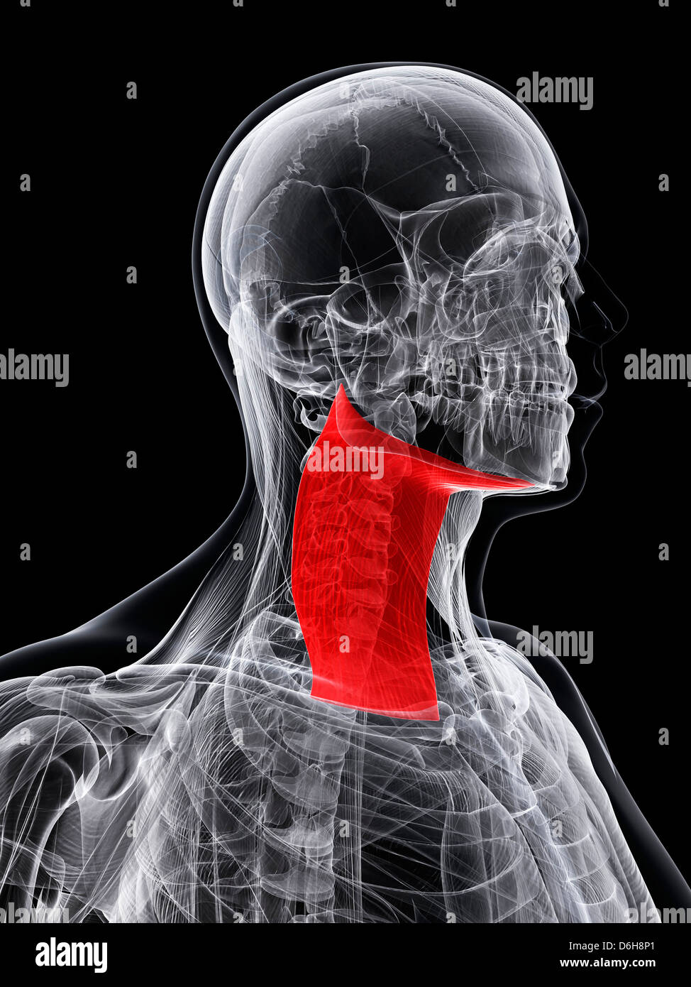 Neck muscle, artwork Stock Photo - Alamy