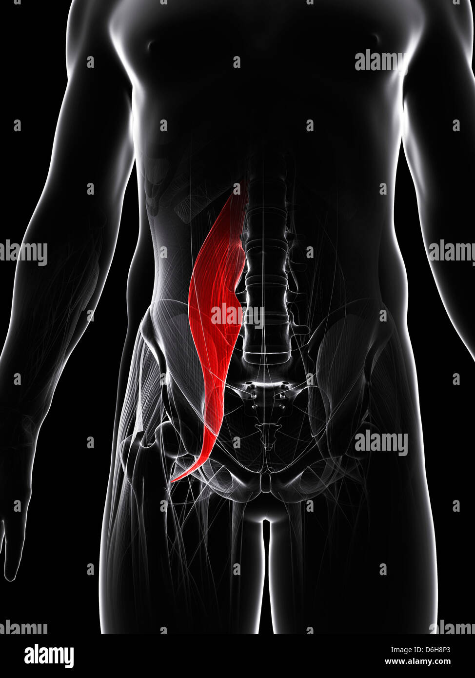 Lower Abdominal Muscle Anatomy