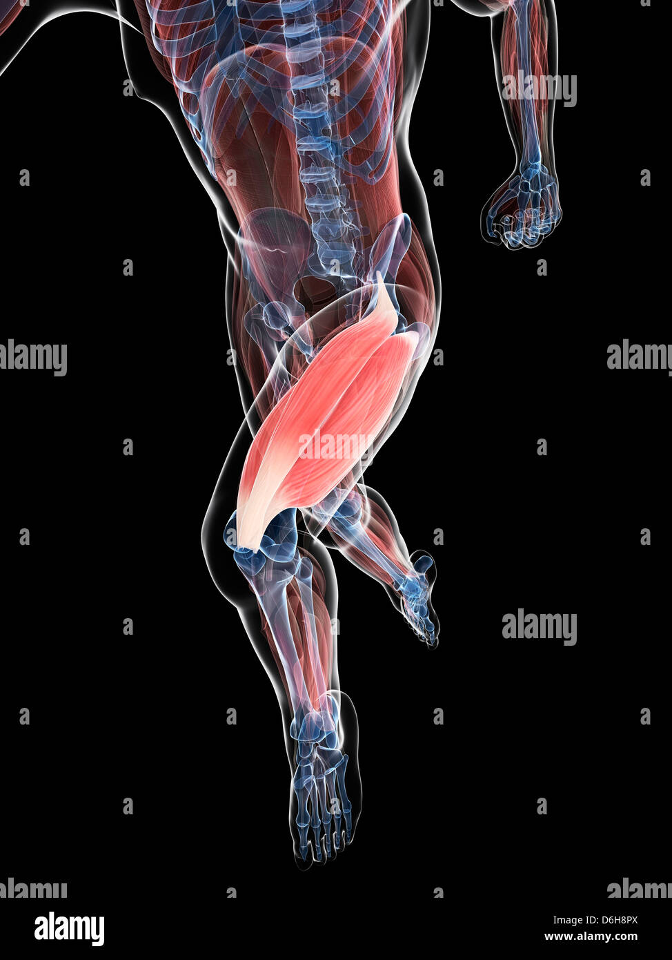 Quadriceps muscle hi-res stock photography and images - Alamy