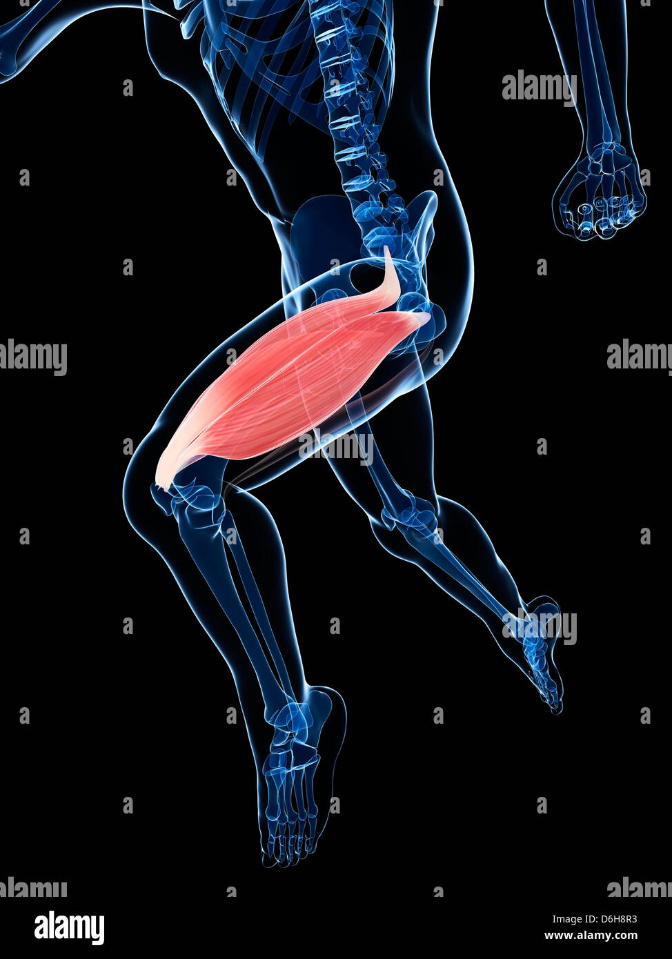 Thigh muscle, artwork Stock Photo - Alamy