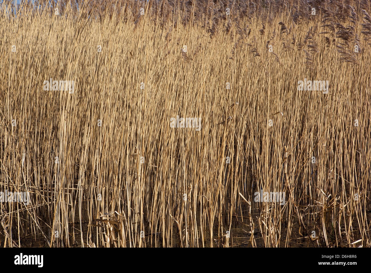 Background patterns and textures of a golden reed bed with water and ...