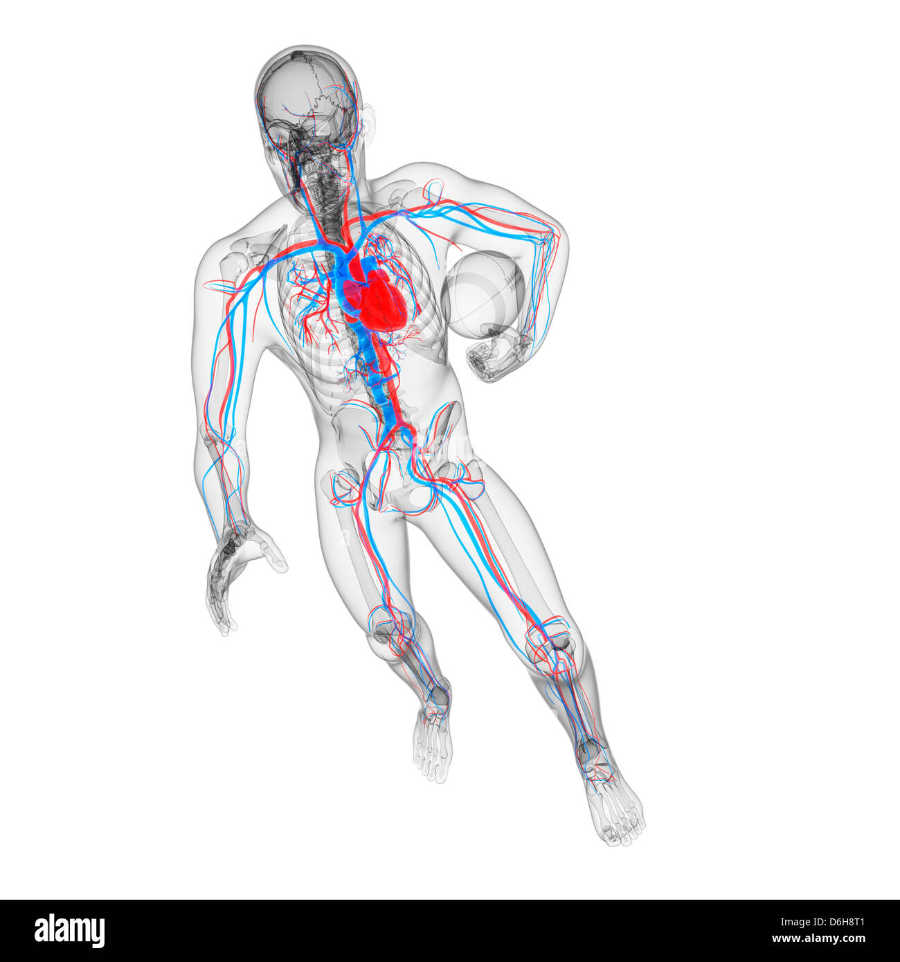 Cardiovascular system, artwork Stock Photo - Alamy