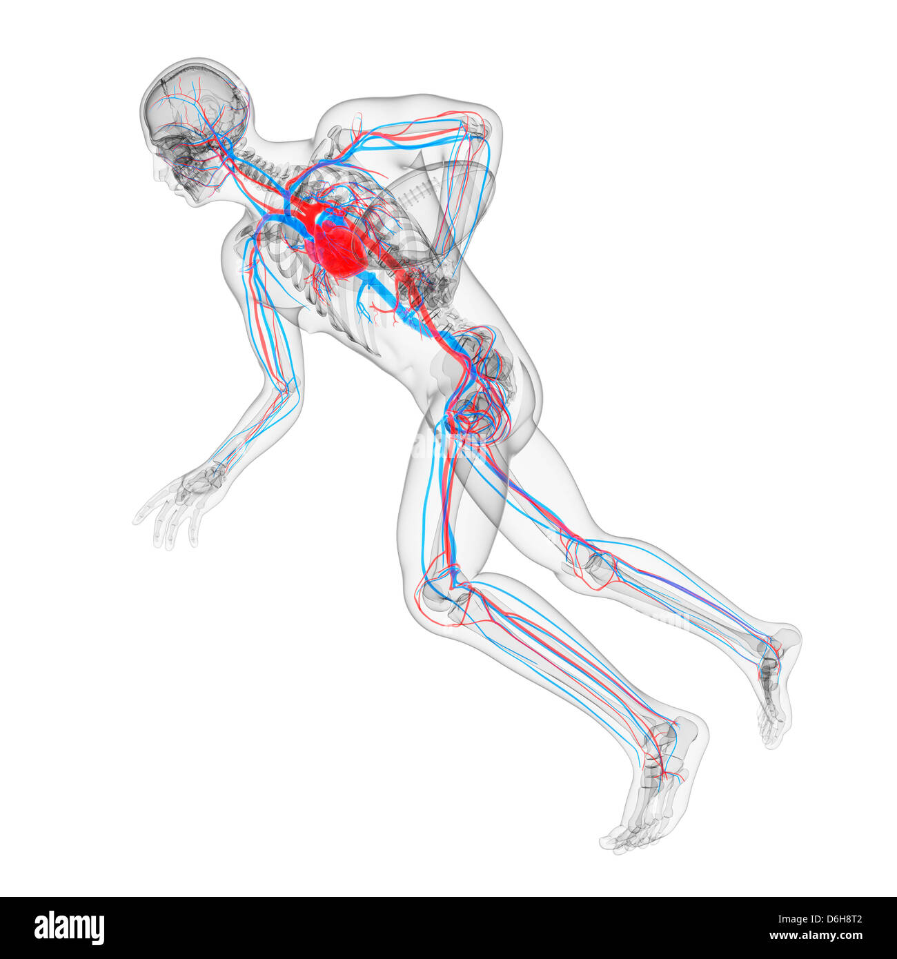 Cardiovascular system, artwork Stock Photo - Alamy