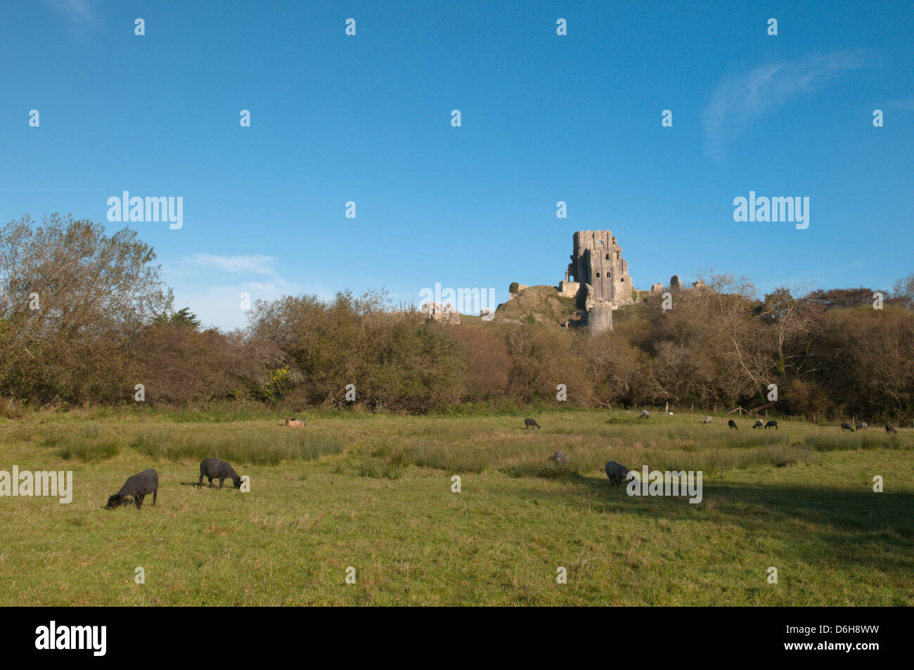Heritage sheep hi-res stock photography and images - Alamy